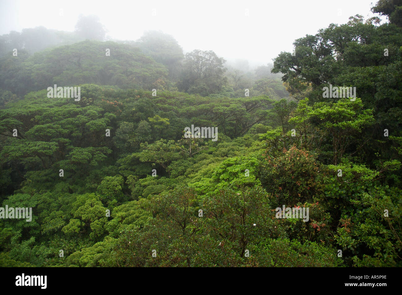 Costa Rica Rainforest Biome High Resolution Stock Photography and ...