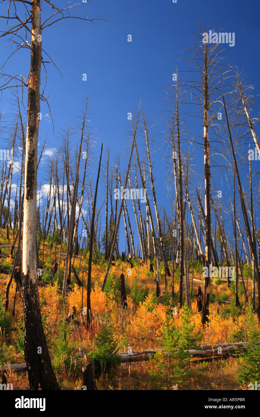 Yellowstone fire regrowth hi-res stock photography and images - Alamy