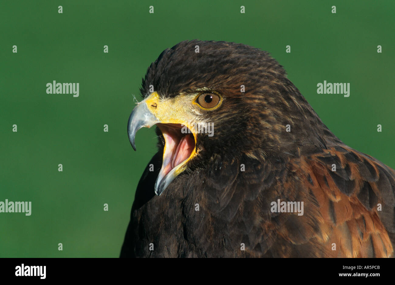 Harris hawk habitat hi-res stock photography and images - Alamy
