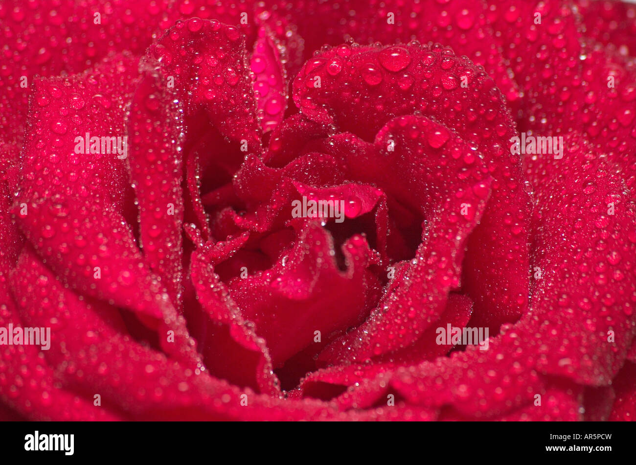 Close up of water droplets on red rose petals full frame Stock Photo ...