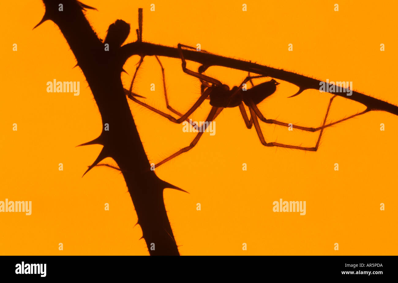 Common house spider Parasteatoda tepidariorum Stock Photo - Alamy