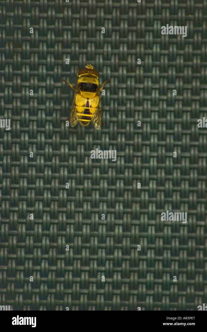A bee resting on the net Stock Photo - Alamy