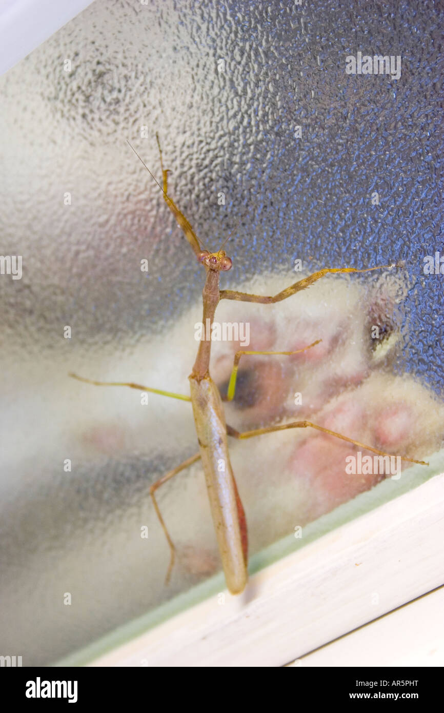 Cat trying to hunt a mantis insect through the glass Stock Photo - Alamy
