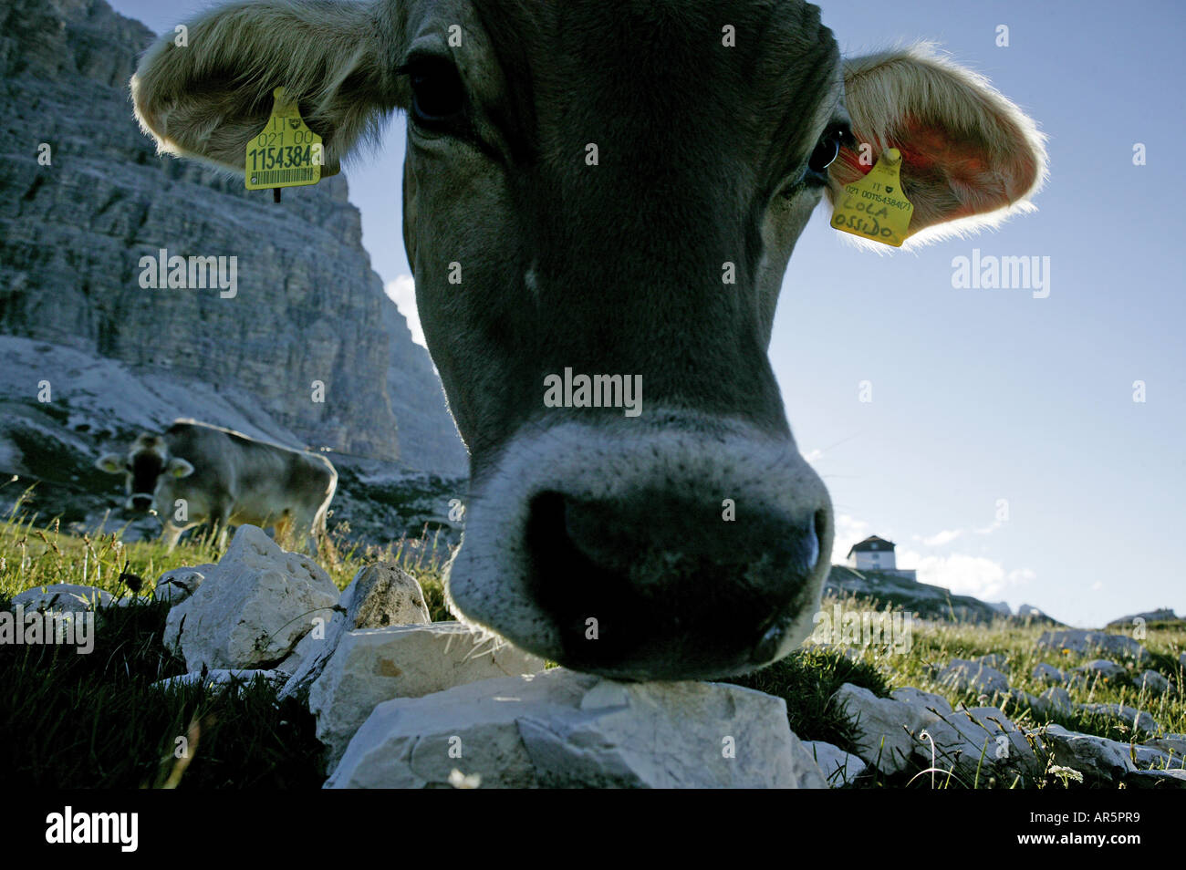 Cows in dolomites hi-res stock photography and images - Alamy