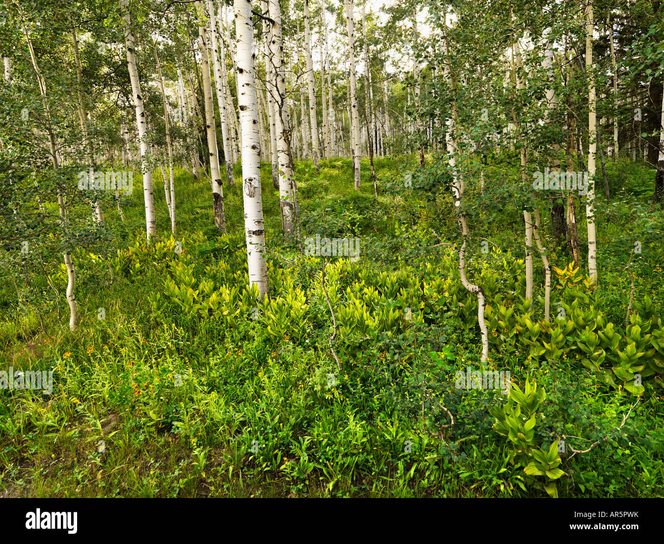 Lush forest with Aspen trees Stock Photo - Alamy