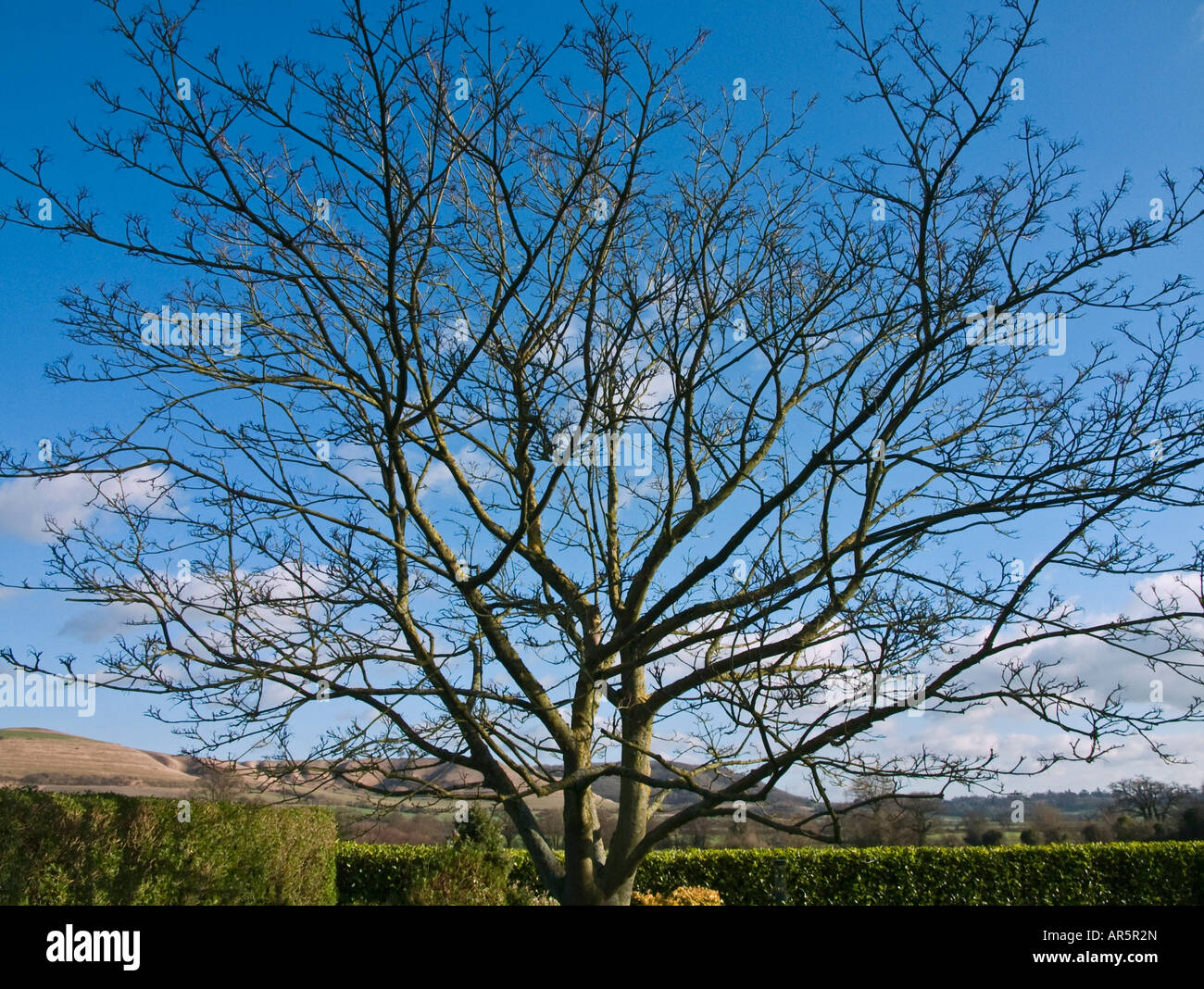 Tree With No Leaves Stock Photos & Tree With No Leaves Stock Images - Alamy
