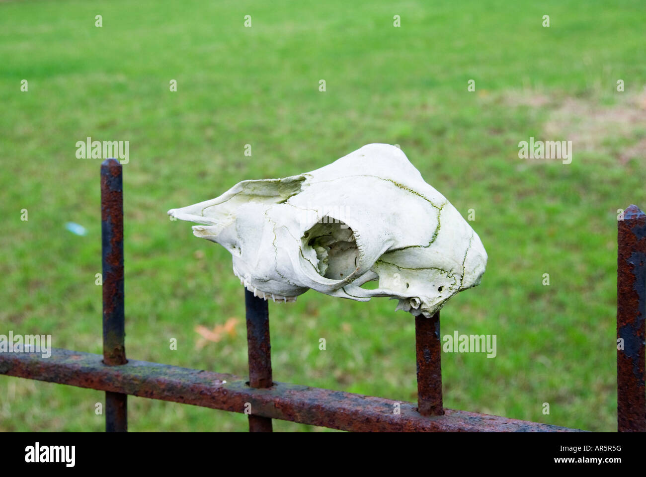 sheep skull on iron railings Stock Photo - Alamy