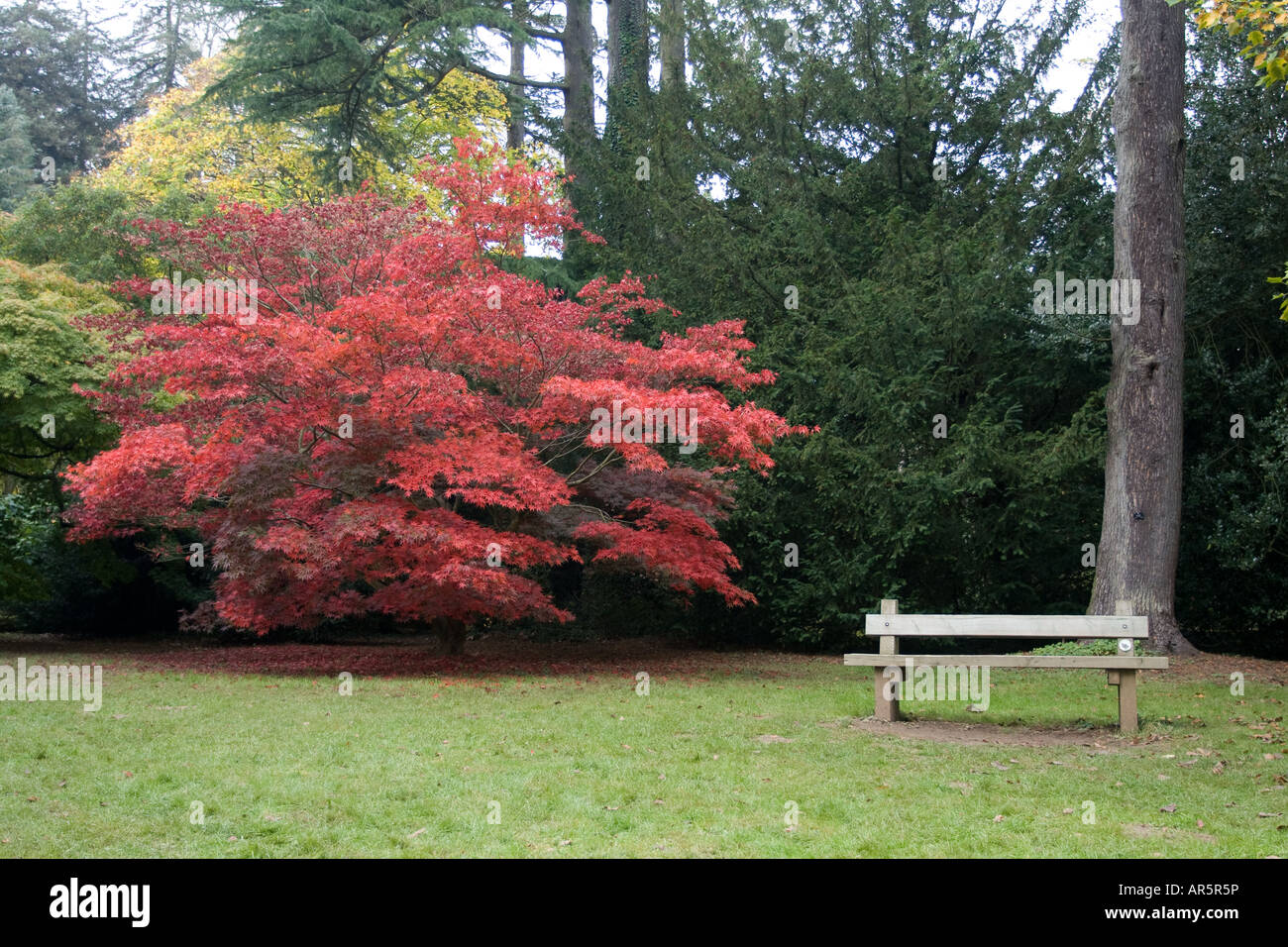Red tree with a bench Stock Photo - Alamy