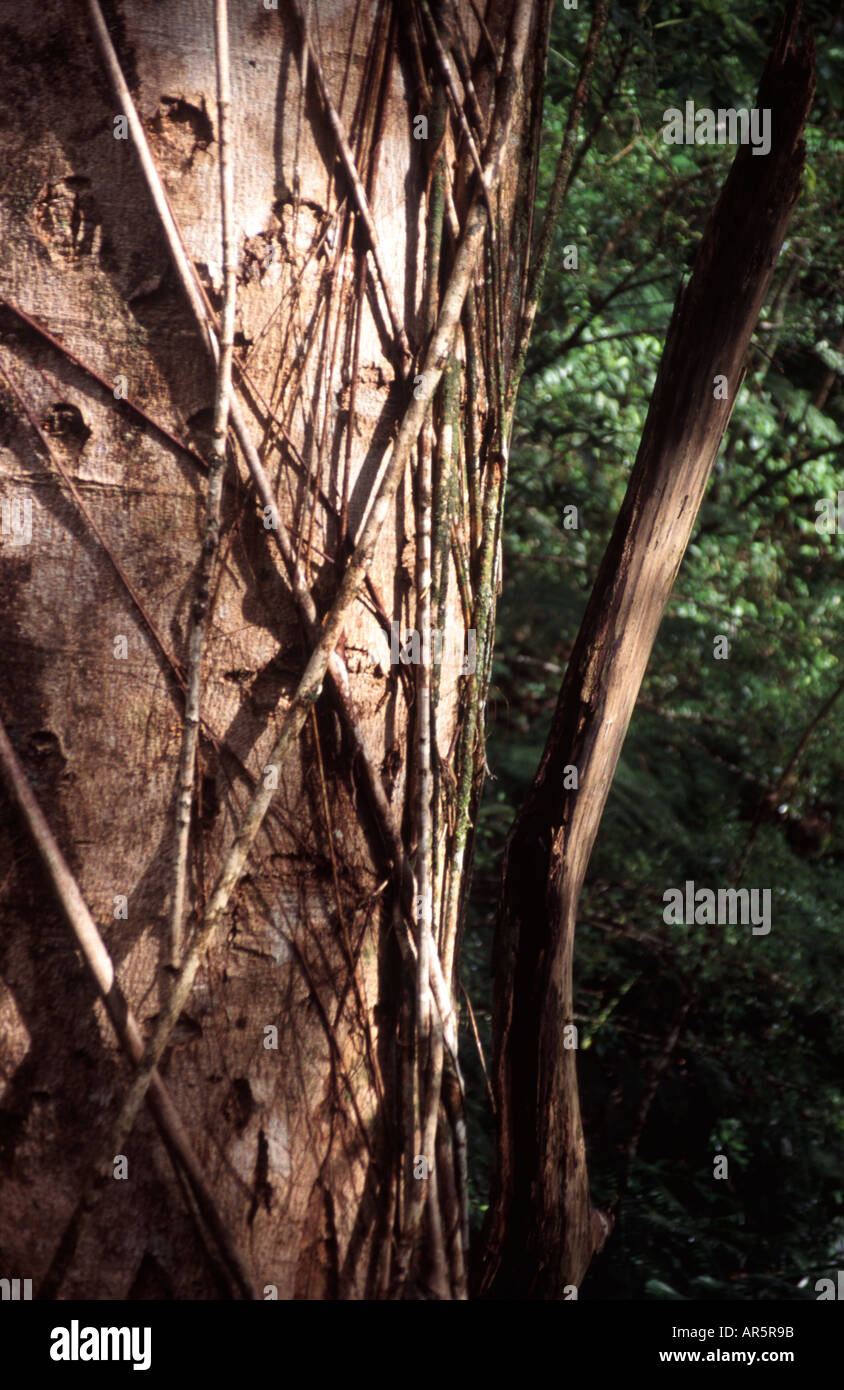 Tree truck with roots of a banyan tree growing around it, in tropical ...