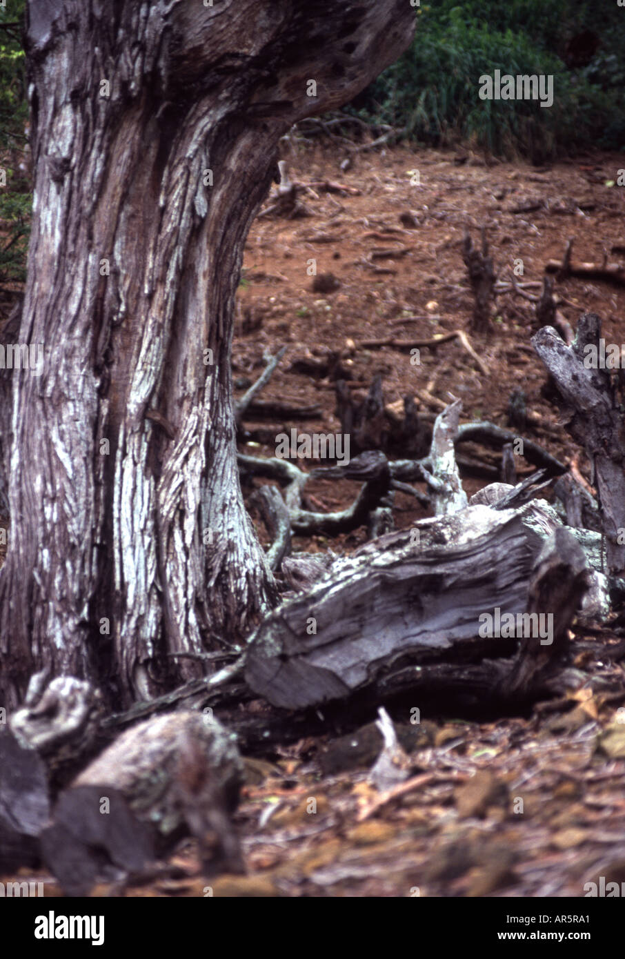 Remains of a dead and burnt tree stump in the American section of Koko ...