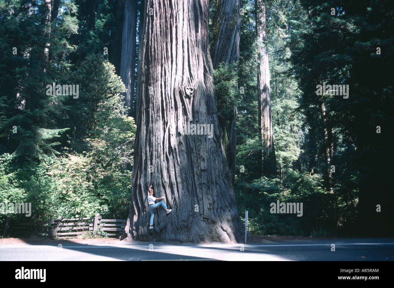 Californian redwood tree hi-res stock photography and images - Alamy