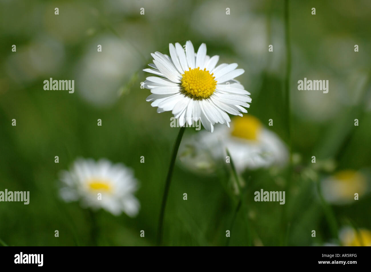 Daisy chain not person not girl hi-res stock photography and images - Alamy