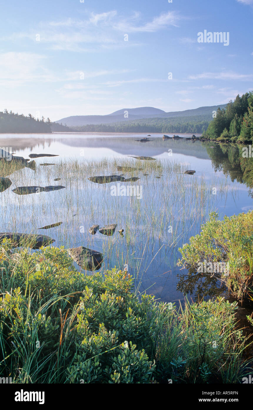 Roach pond hi-res stock photography and images - Alamy