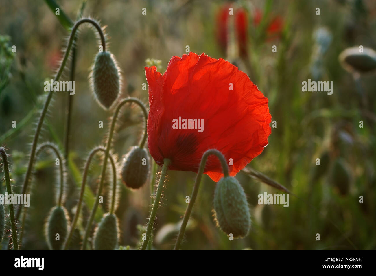 Poppy in the early morning sun Stock Photo - Alamy