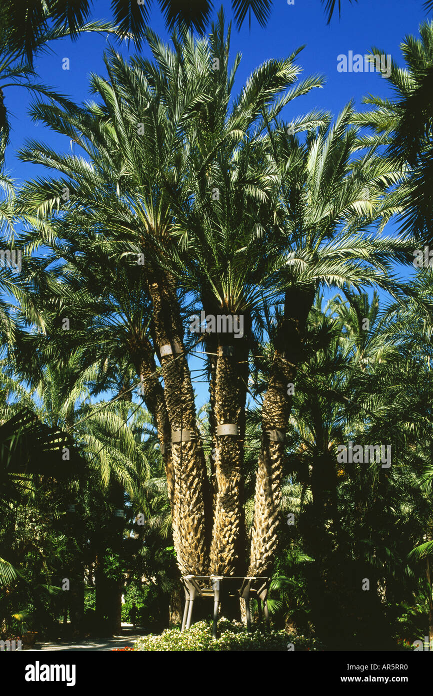 Imperial palm tree elche hi-res stock photography and images - Alamy