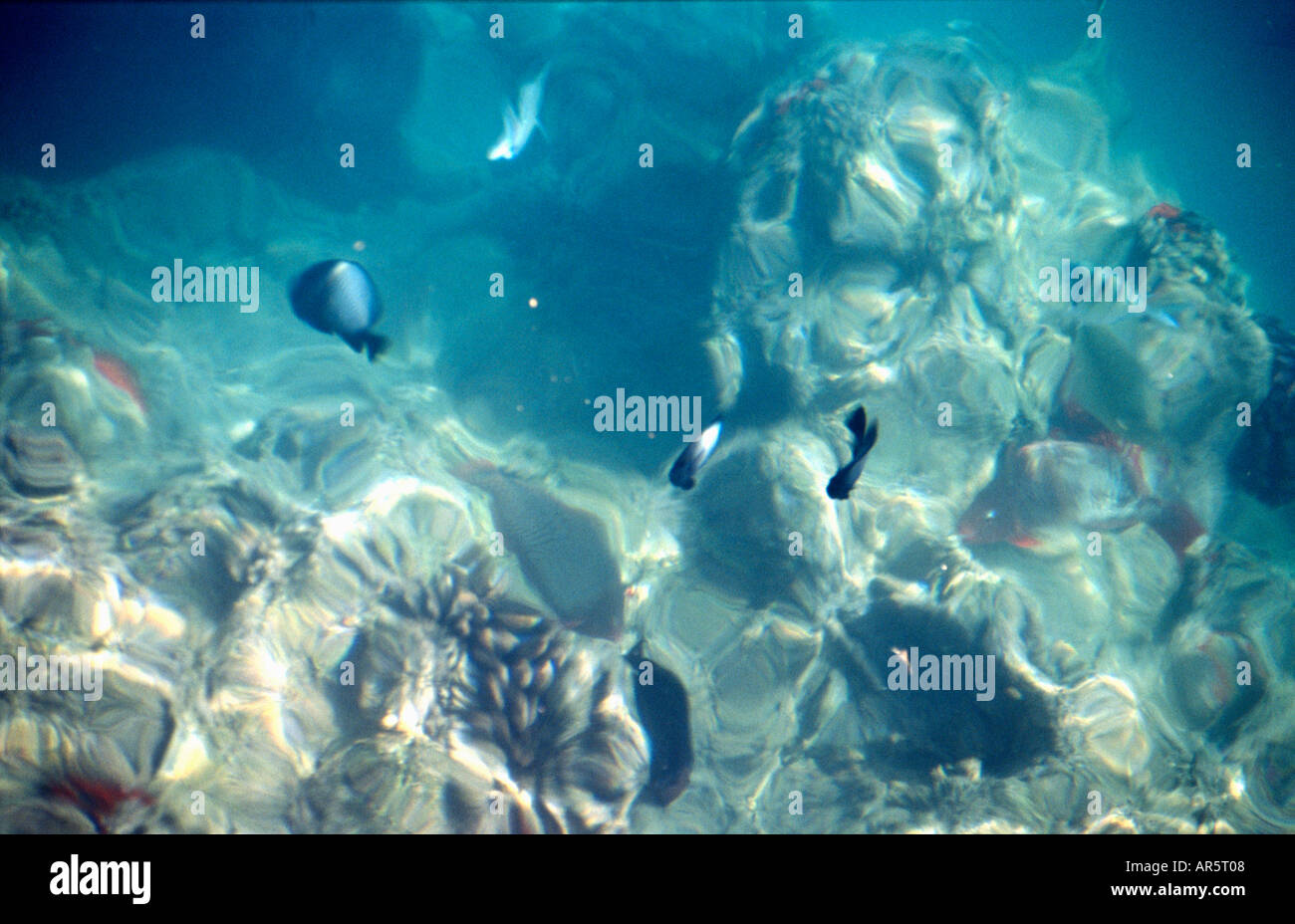 Warped tropical fish in Honolulu Harbor Stock Photo - Alamy