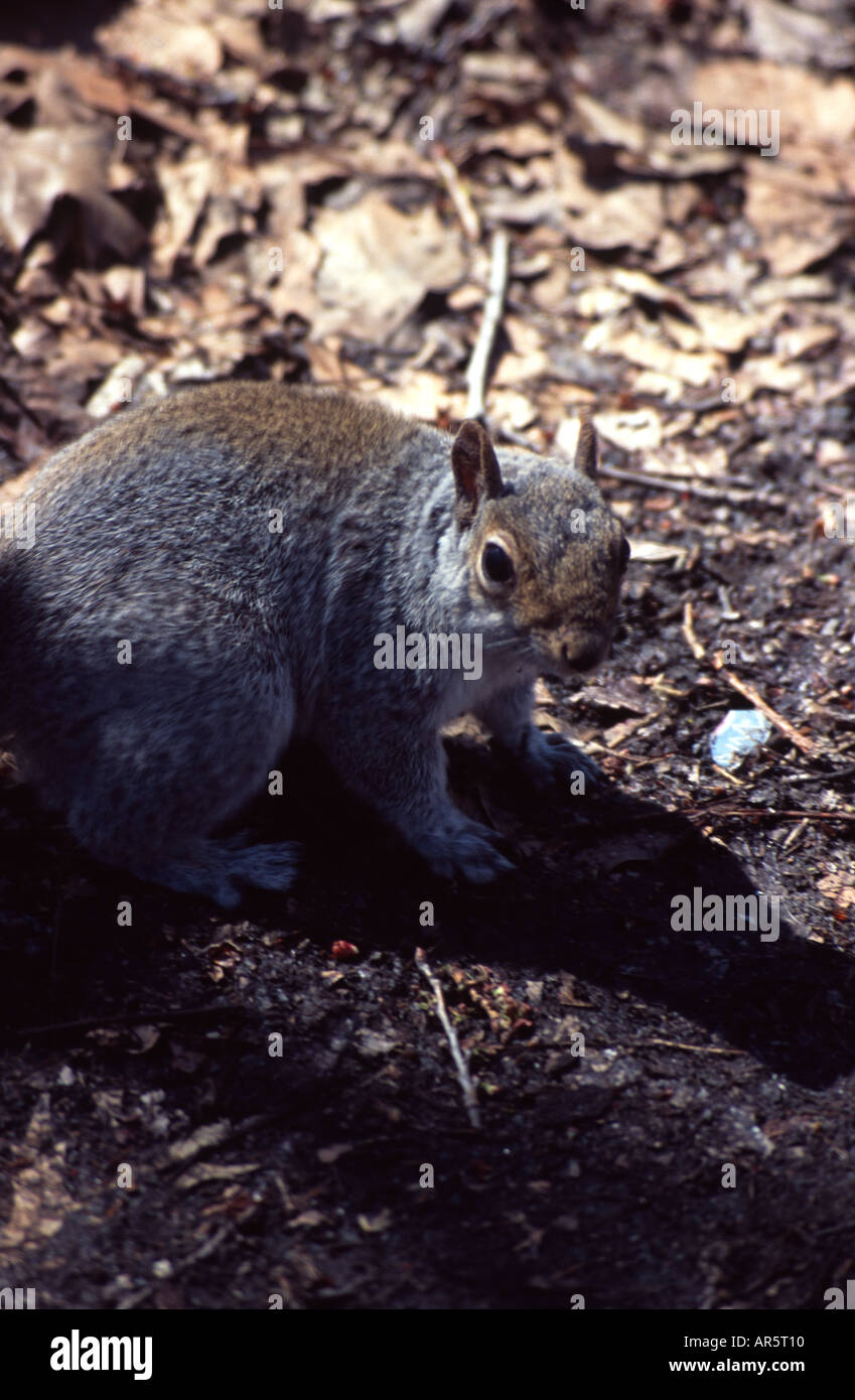 Eastern Gray Squirrel waiting for a nut from tourists, Central Park ...