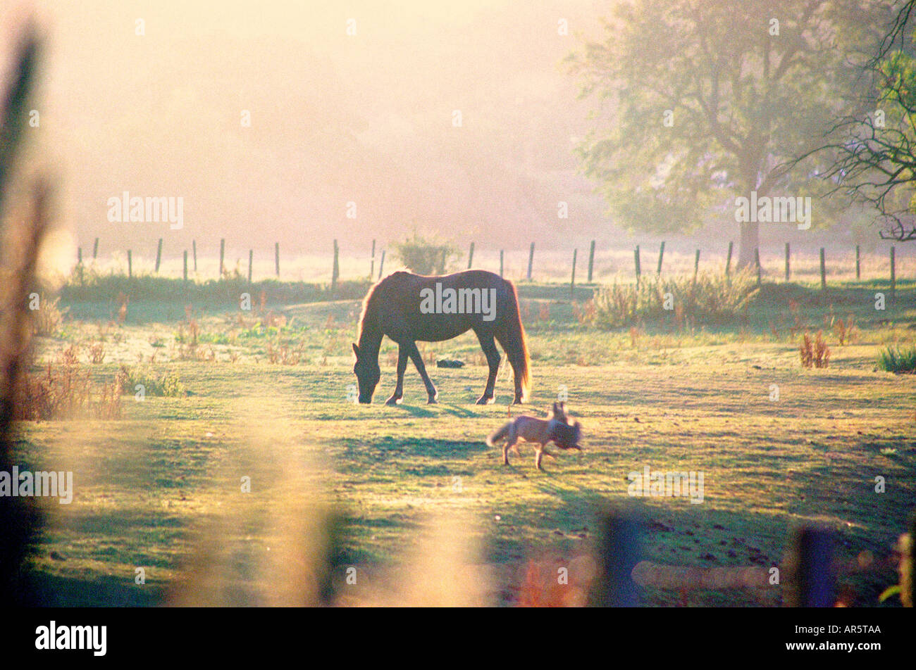 Fox with bird in its mouth by a horse, misty sunrise Stock Photo - Alamy