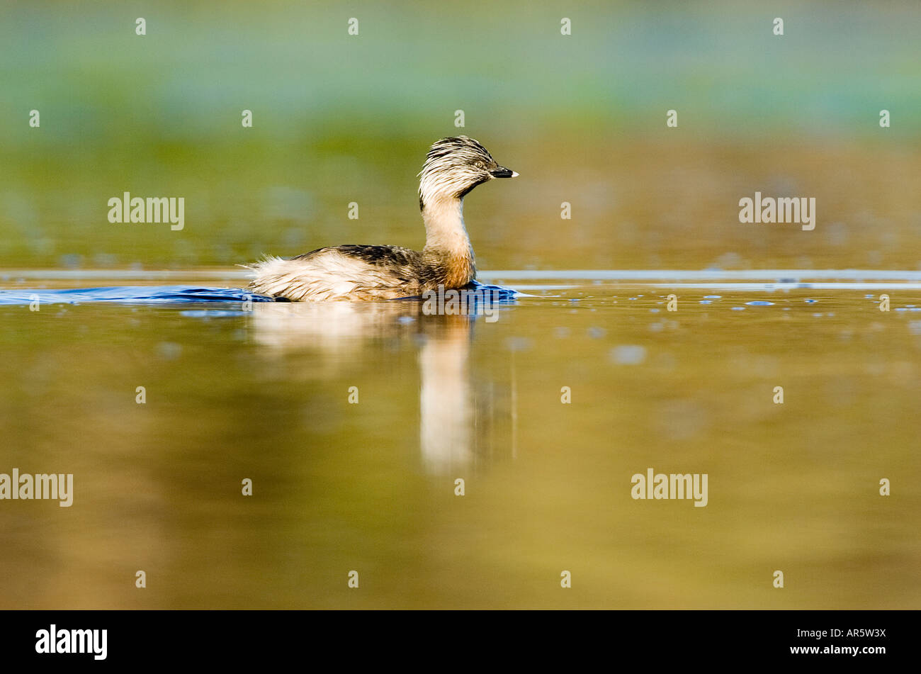 Hoary headed Grebe Poliocephalus poliocephalus Stock Photo - Alamy