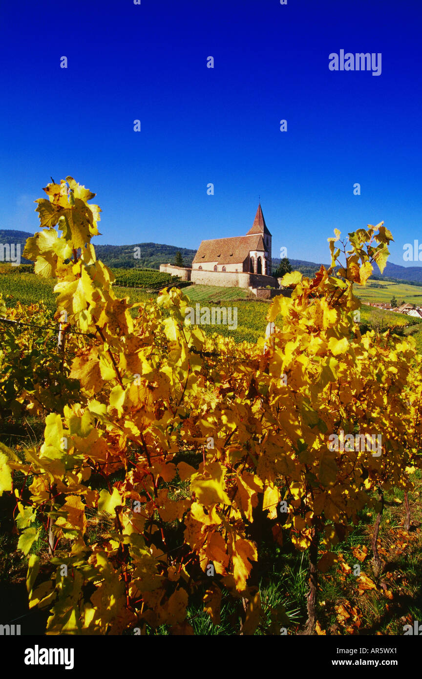 Vineyards in alsace elsass hi-res stock photography and images - Alamy