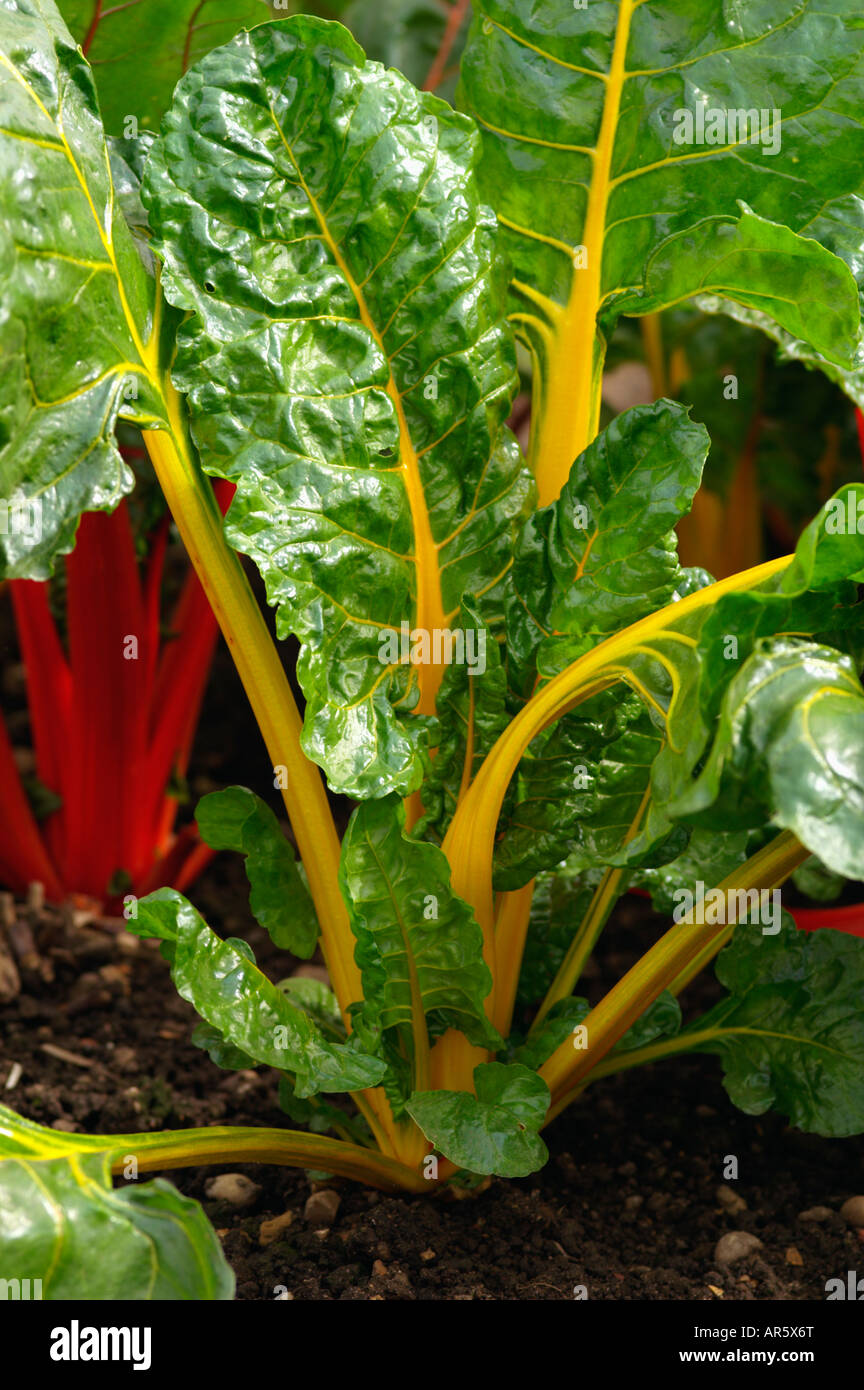 Swiss chard hi-res stock photography and images - Alamy