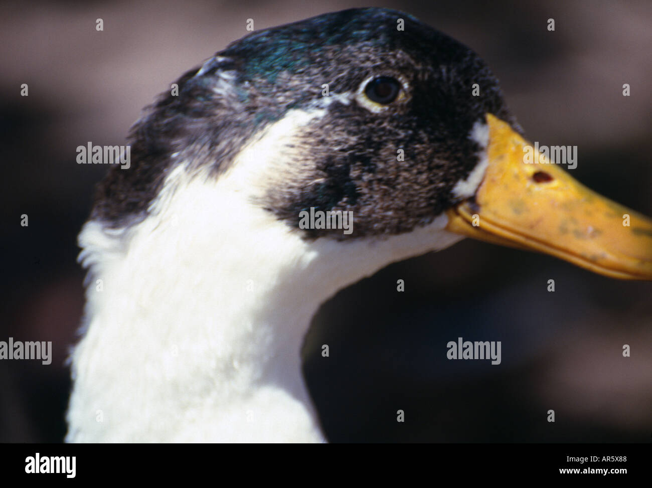 Duck: Up Close and Personal Stock Photo - Alamy