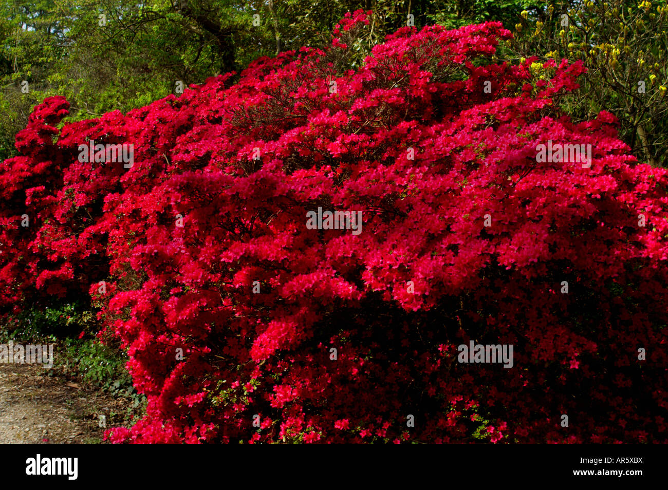 Shojo hi-res stock photography and images - Alamy