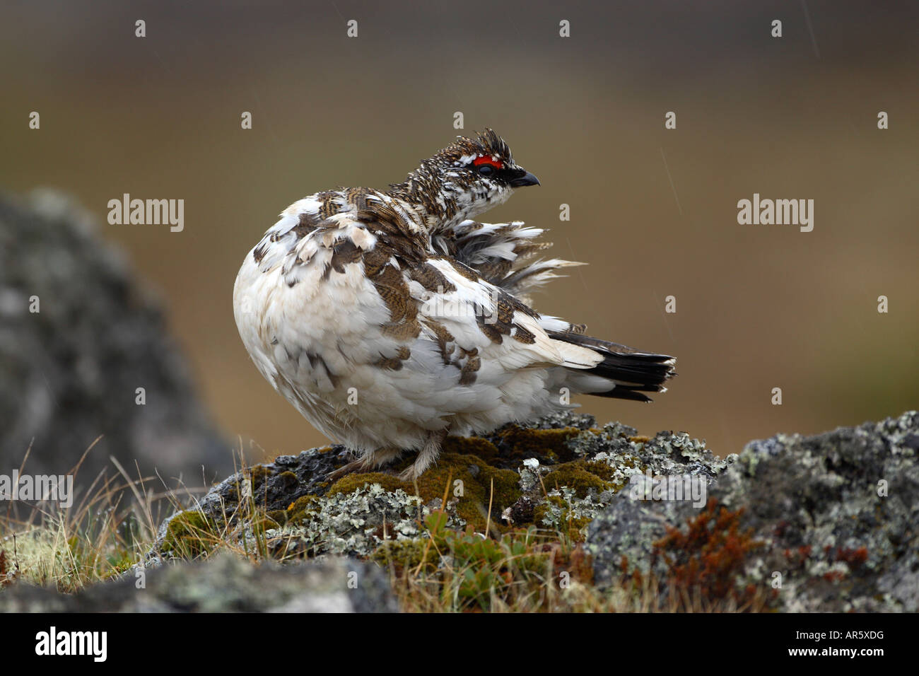 Male rock ptarmigan Lagopus muta or mutus on rocks in heavy rain ...