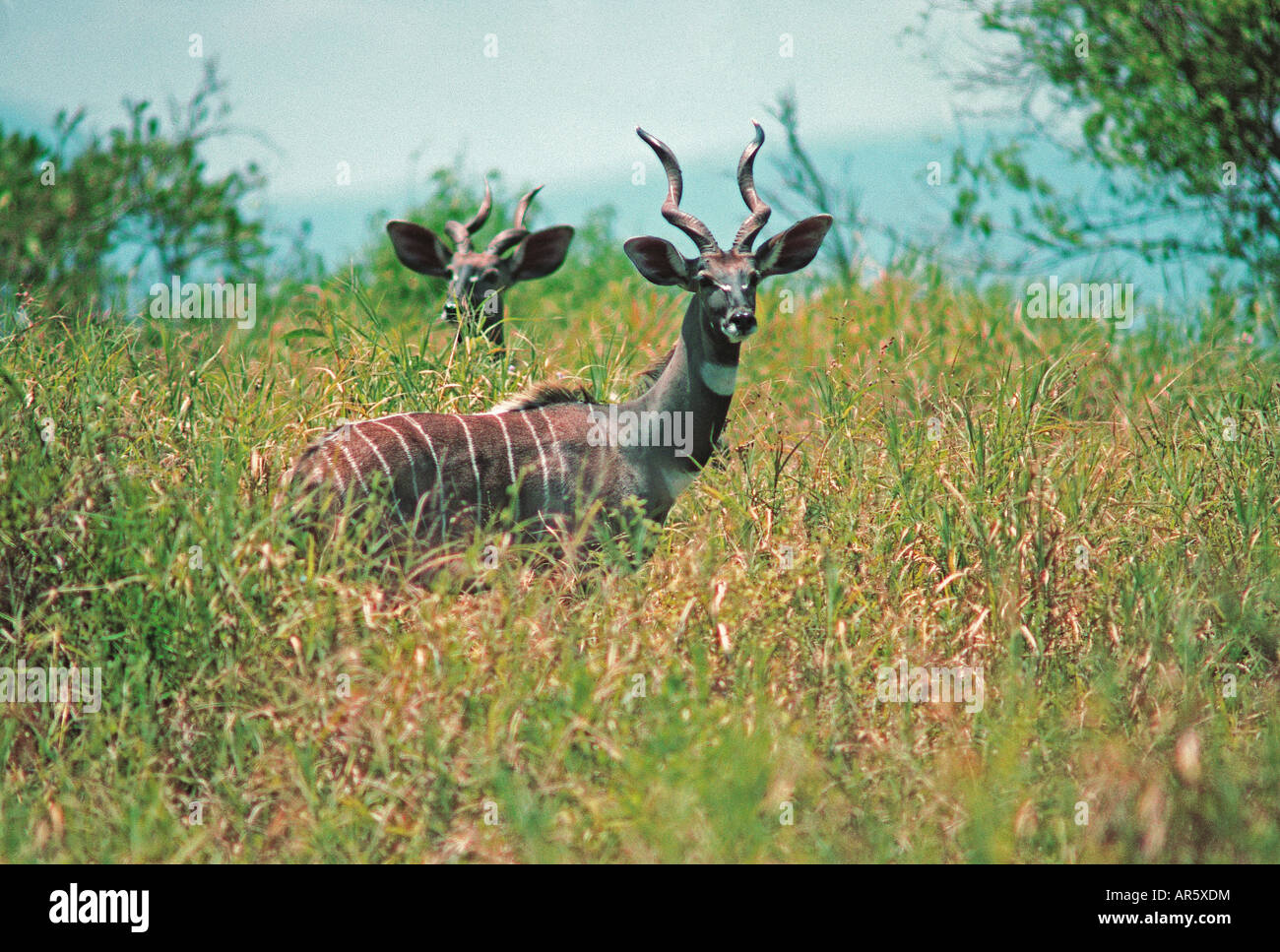 Tragelaphus imberbis hi-res stock photography and images - Alamy