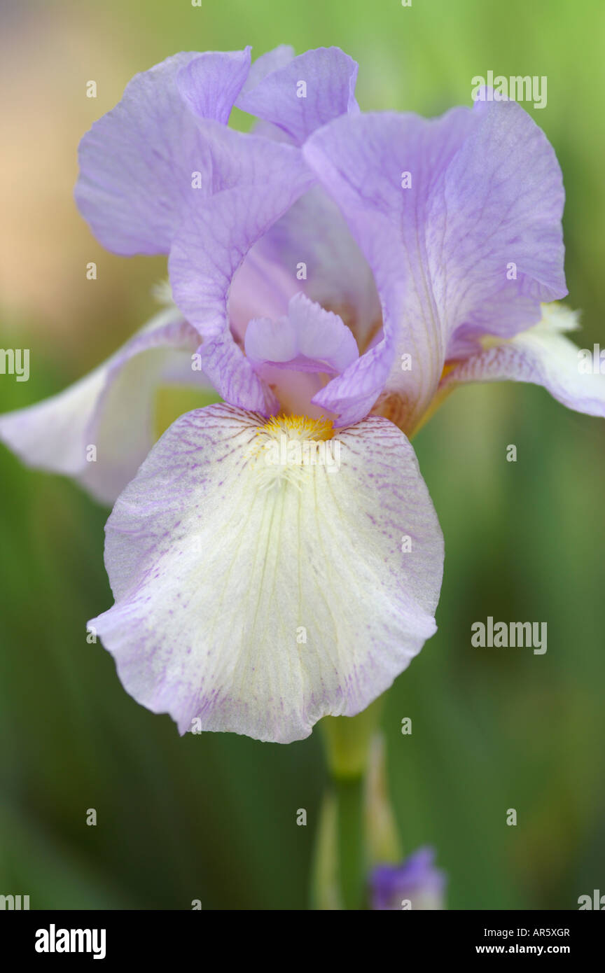 IRIS HAPPY MOOD Stock Photo - Alamy