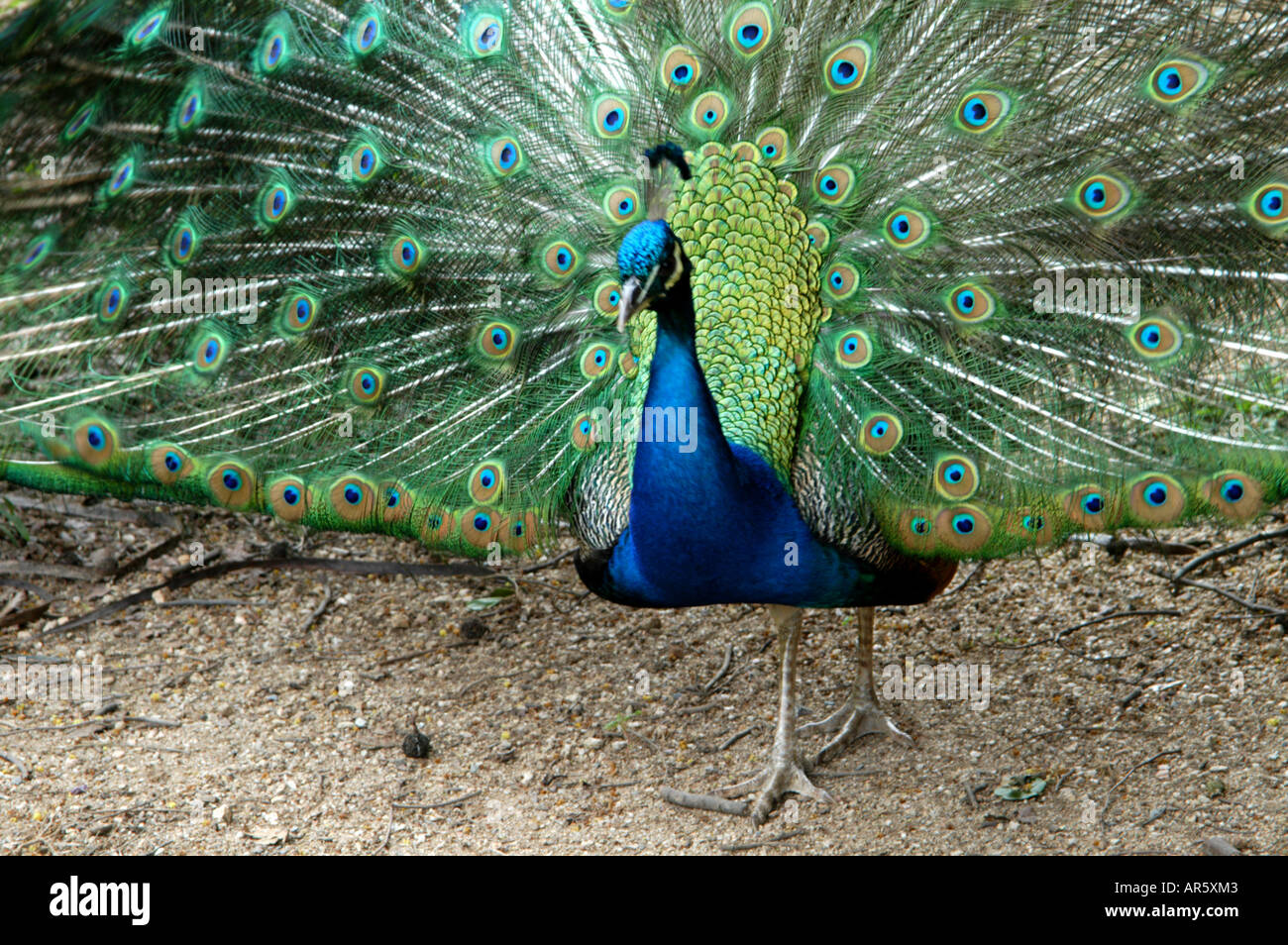 Matao sao paulo hi-res stock photography and images - Alamy