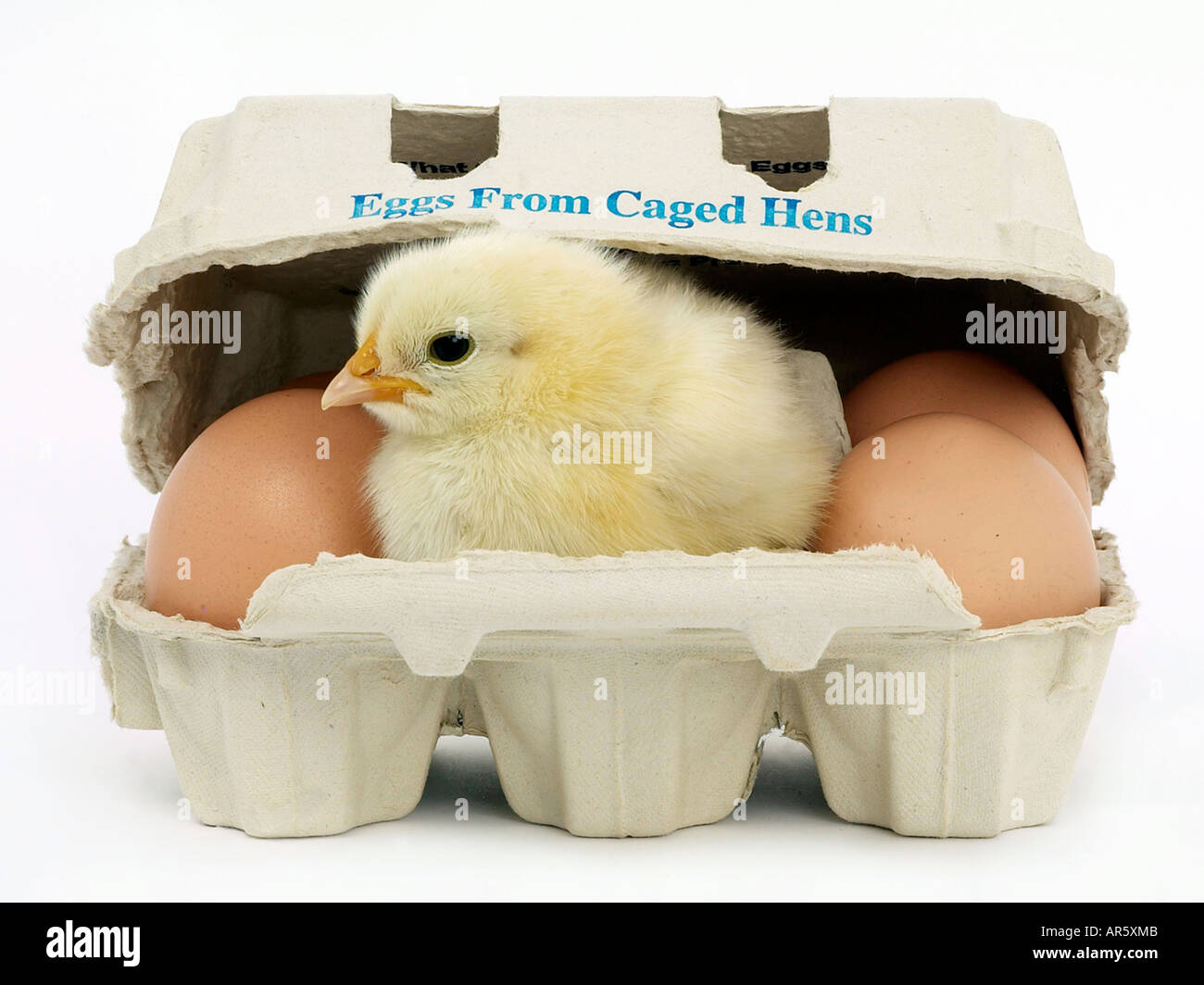 Small chick inside a box of eggs Stock Photo - Alamy