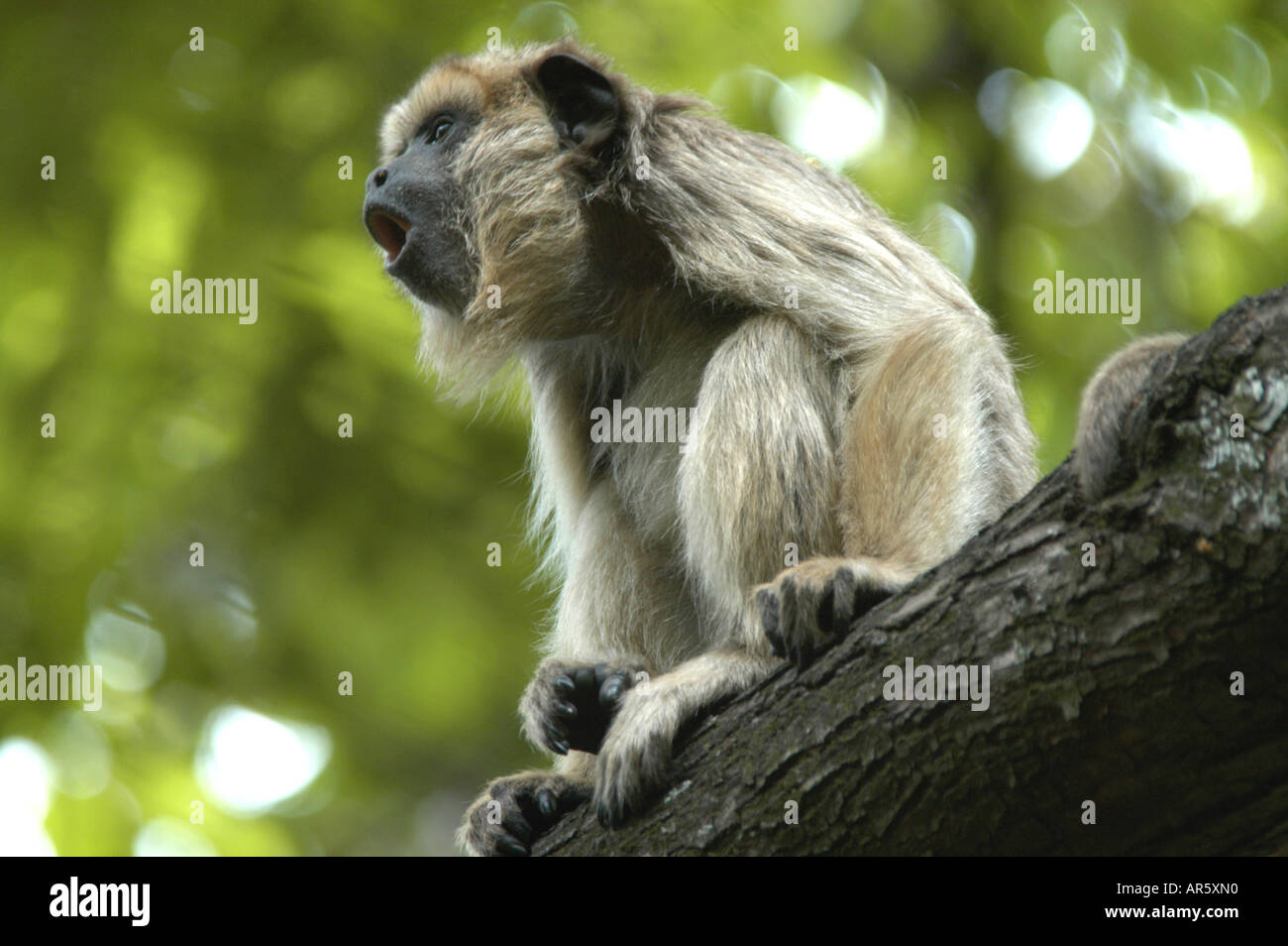 Matao sao paulo hi-res stock photography and images - Alamy