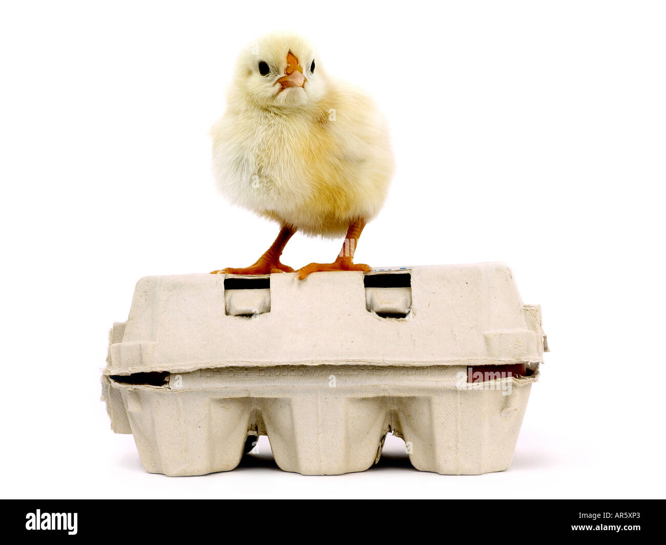 Cute chick eggs on Cut Out Stock Images & Pictures - Alamy