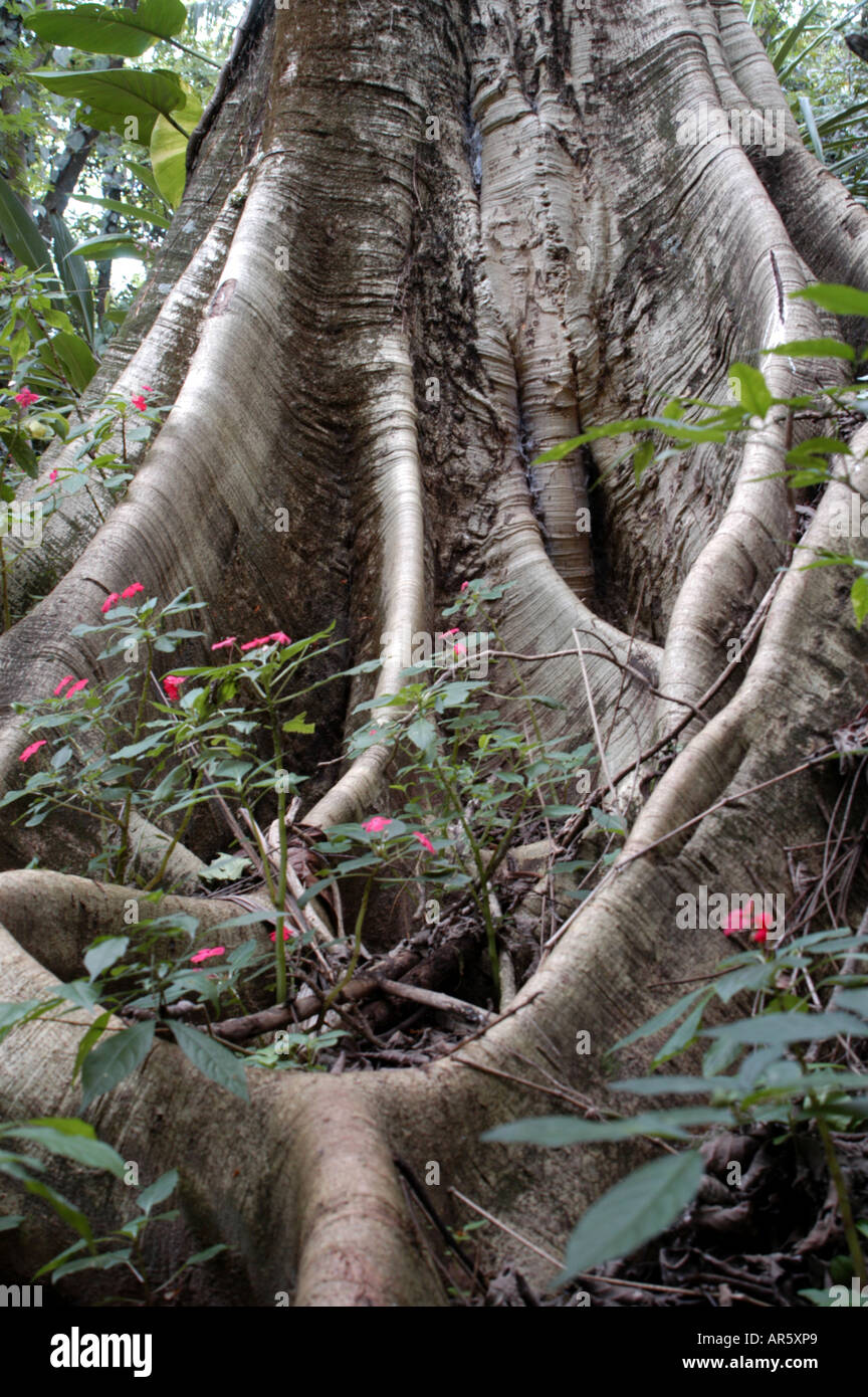 Matao sao paulo hi-res stock photography and images - Alamy
