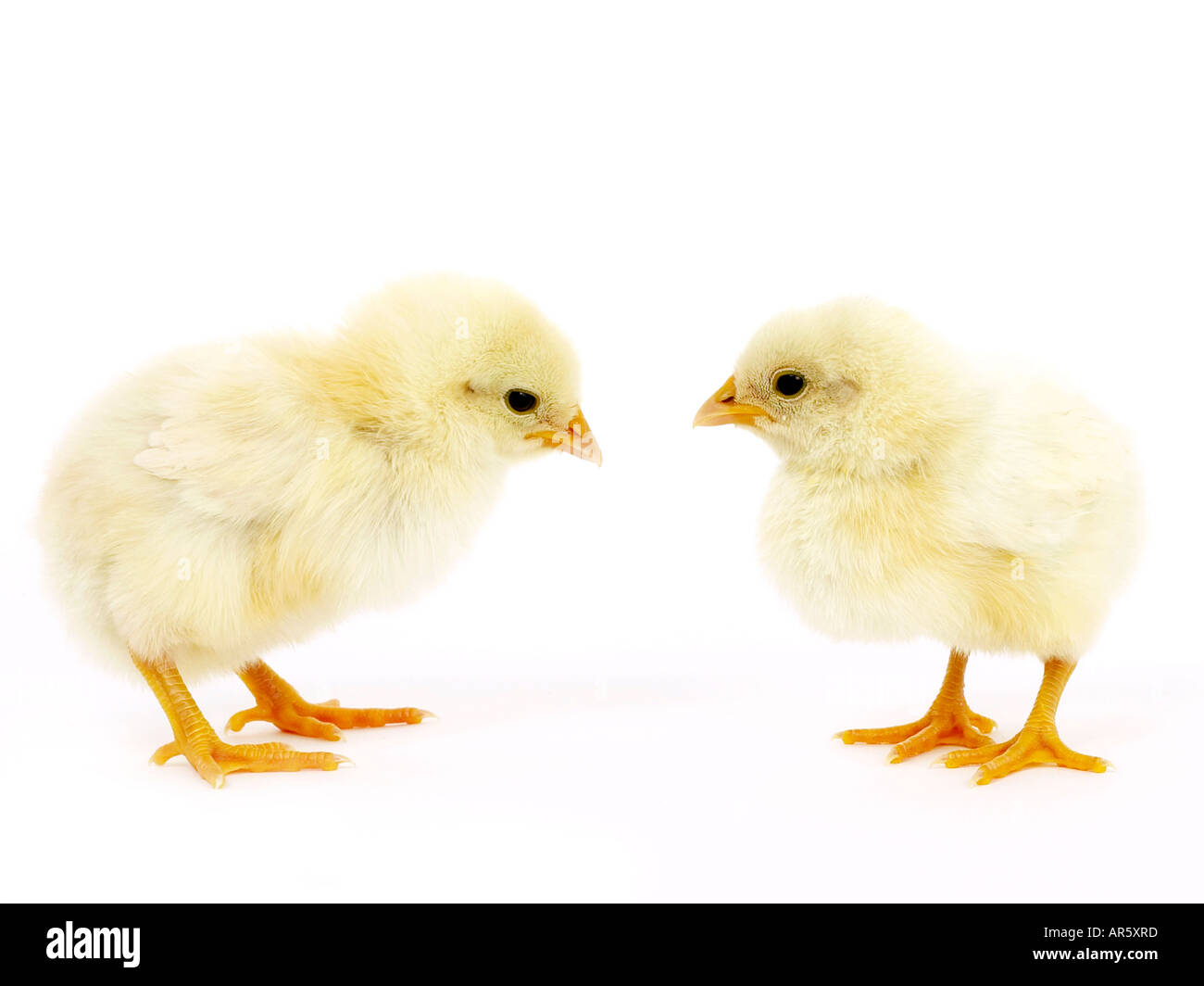 With chicks Cut Out Stock Images & Pictures - Alamy