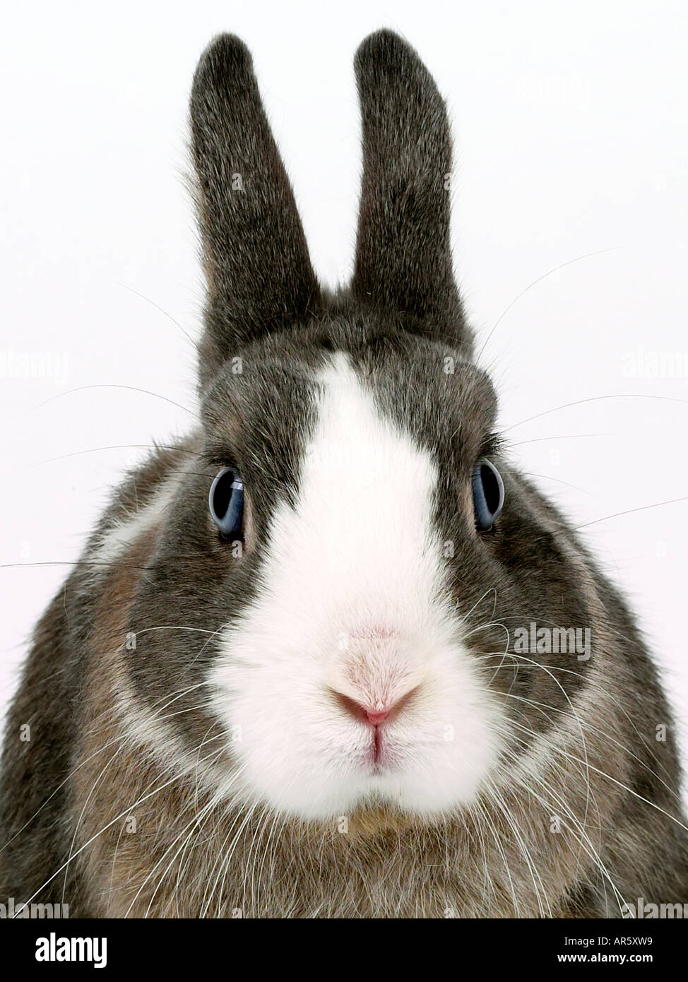 Grey and white rabbit portrait Stock Photo - Alamy