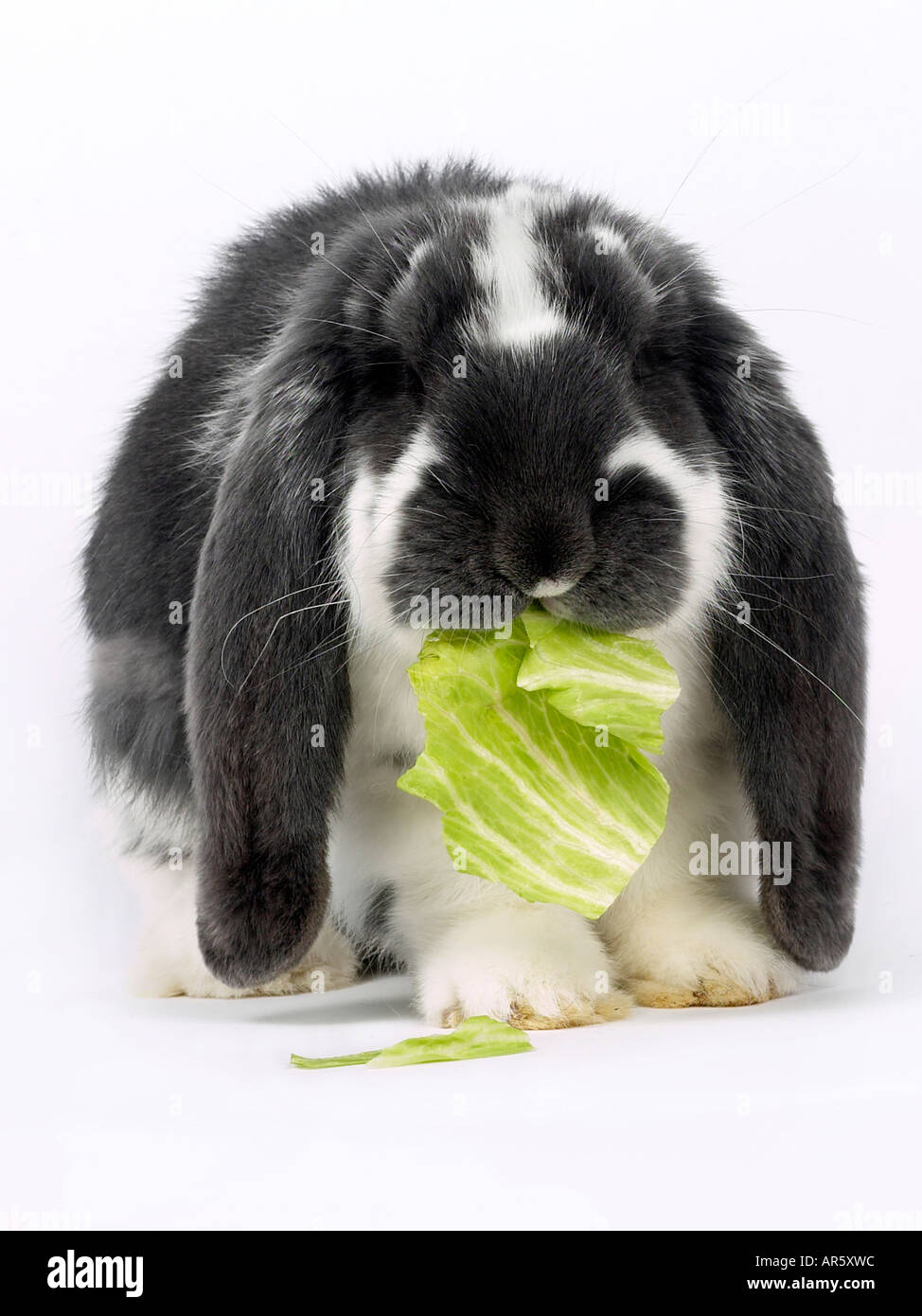 Rabbit eat teeth hi-res stock photography and images - Alamy