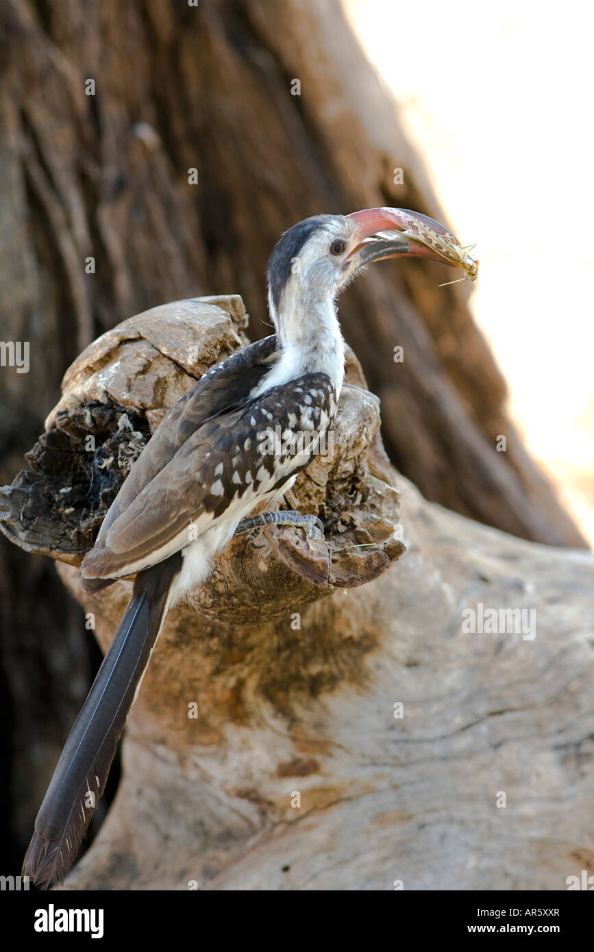 Hornbill nest hi-res stock photography and images - Alamy