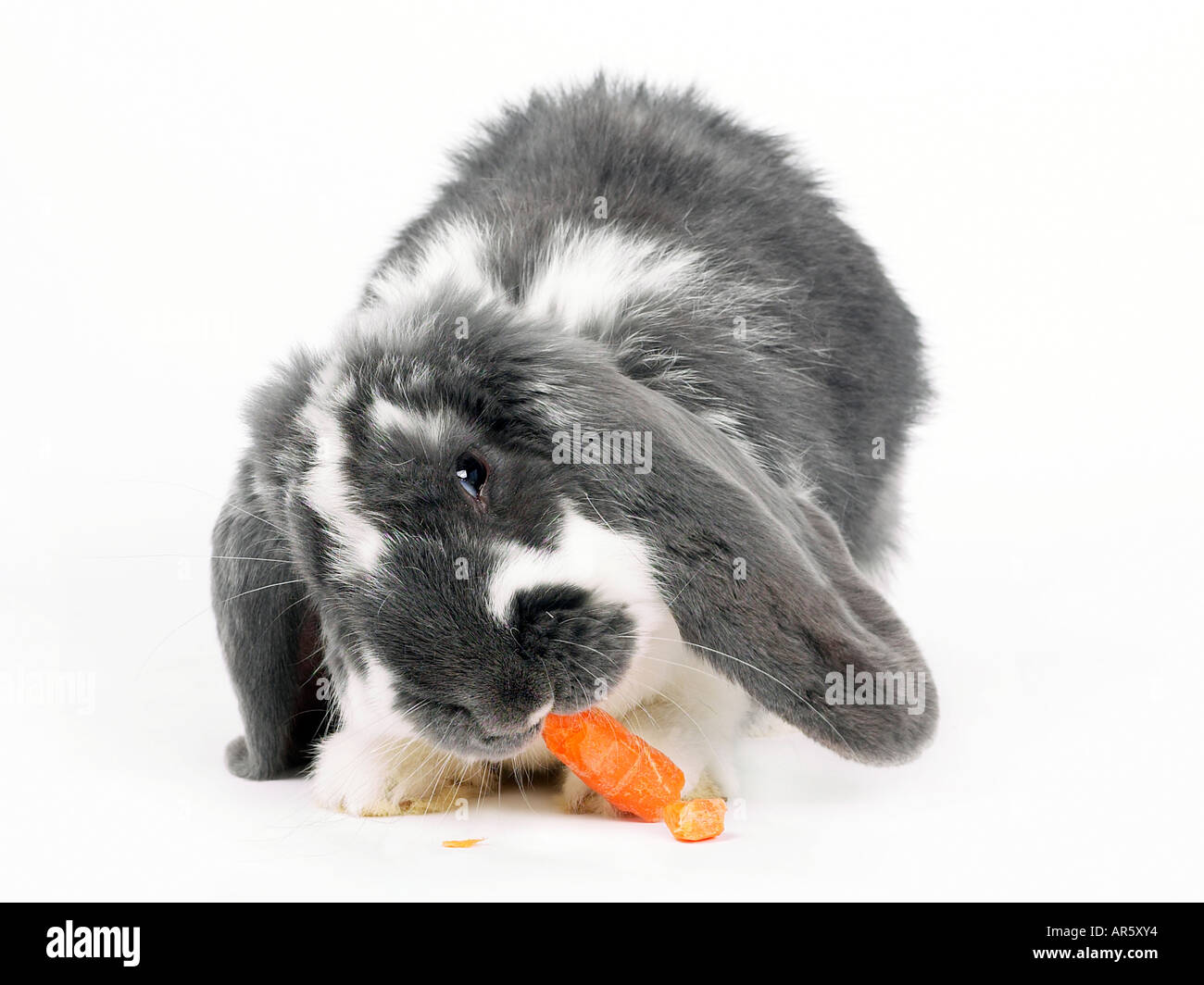 Rabbit eating carrot hi-res stock photography and images - Alamy