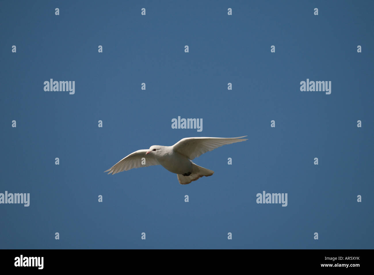 White dove in flight Stock Photo - Alamy