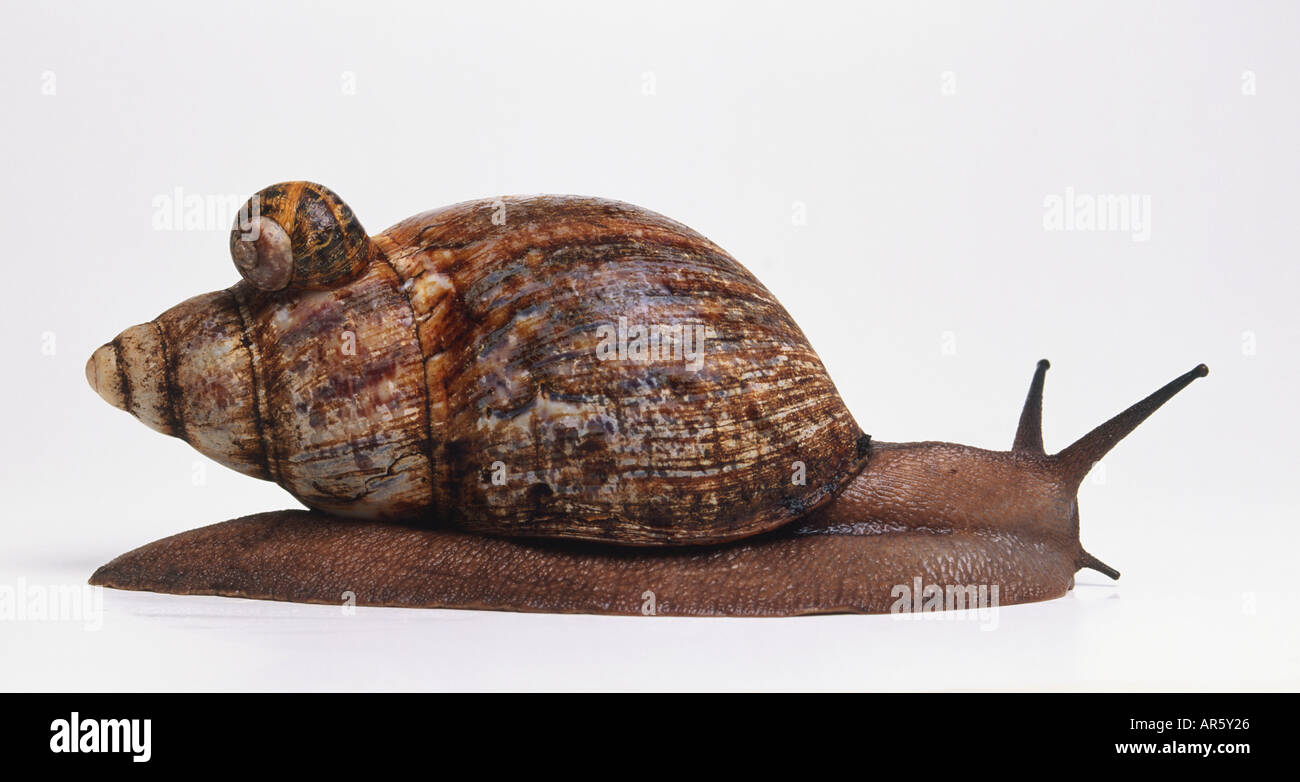 Brown snail sliding over surface, eyes on long stalks, tiny snail in ...