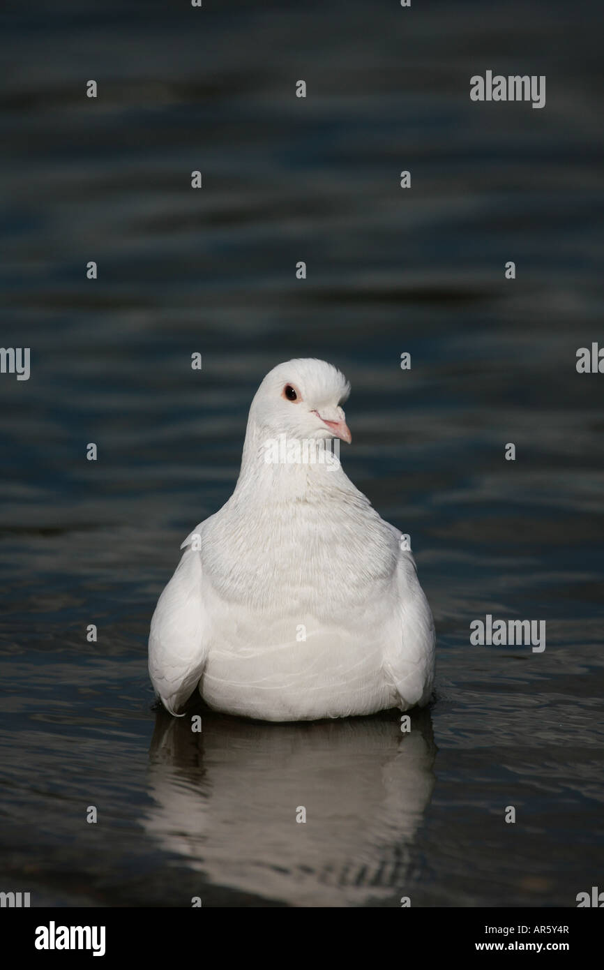 White dove bathing in a pond Stock Photo - Alamy