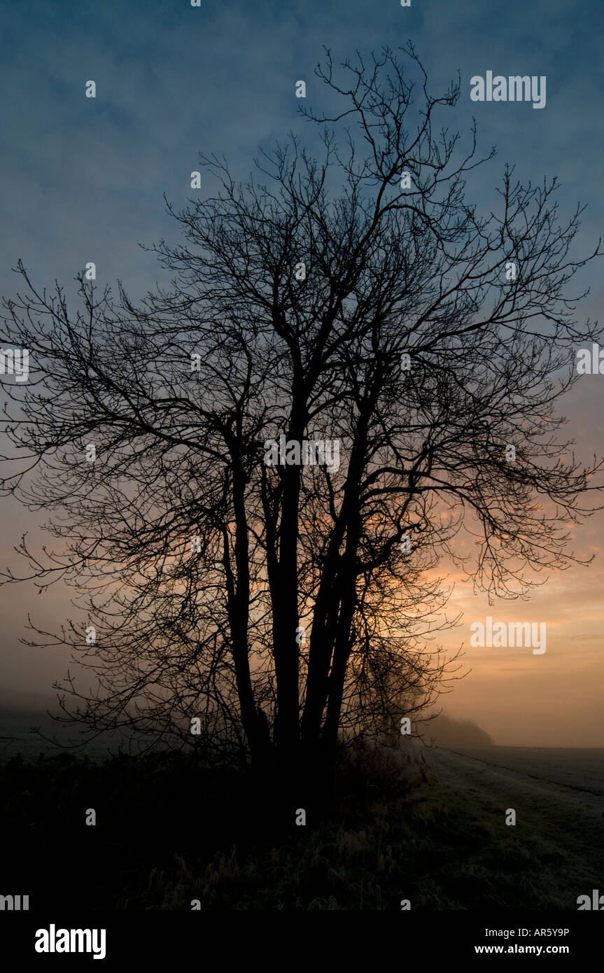 Pre dawn Winter tree Stock Photo - Alamy