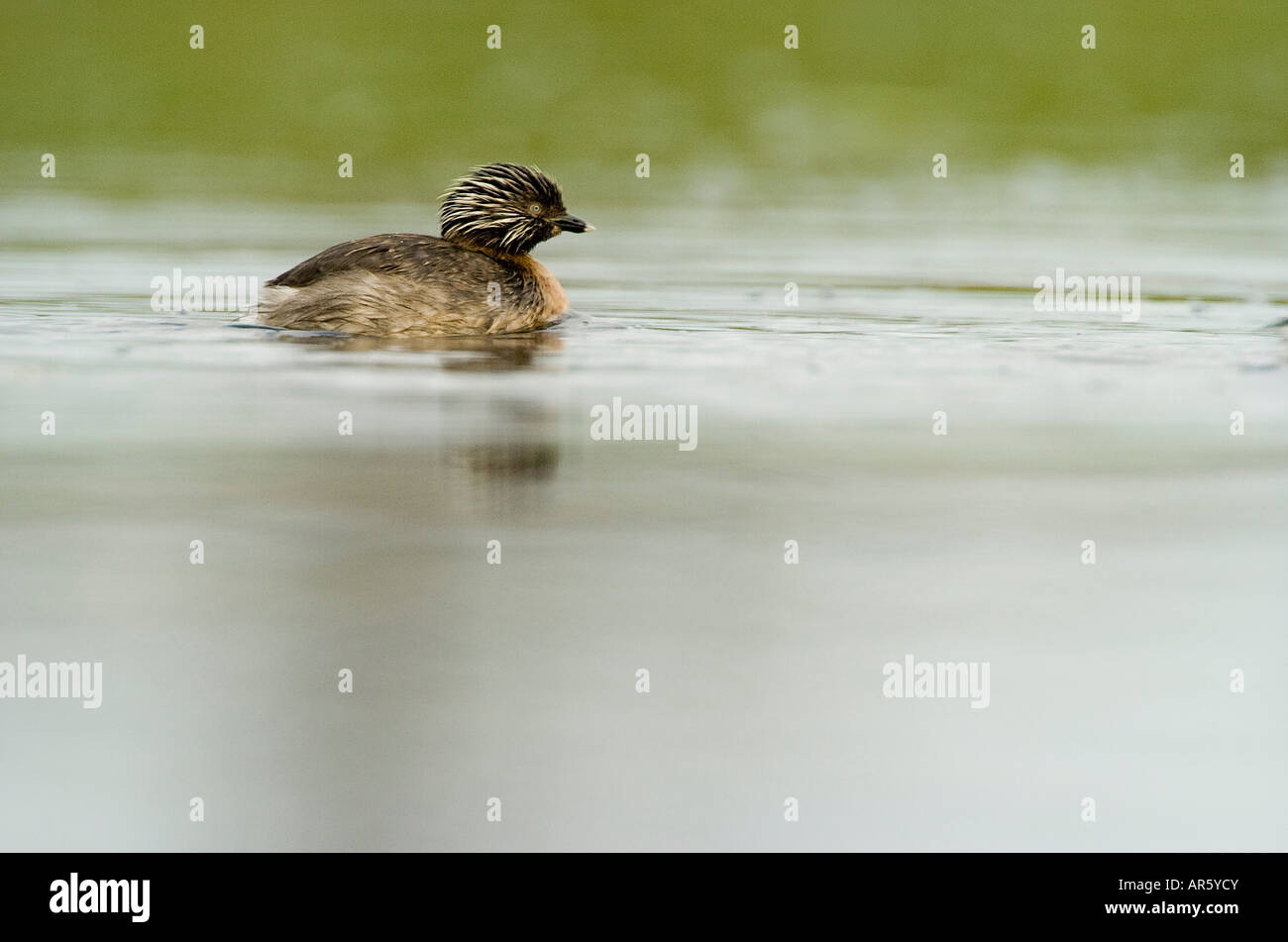 Hoary headed Grebe Poliocephalus poliocephalus Stock Photo - Alamy