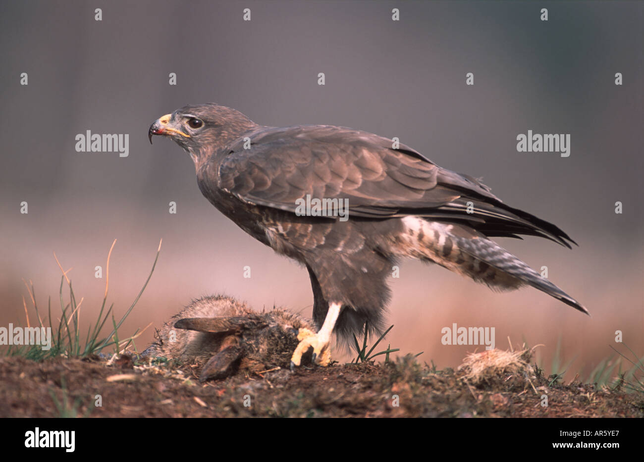 Common Buzzard on Rabbit Kill Stock Photo - Alamy