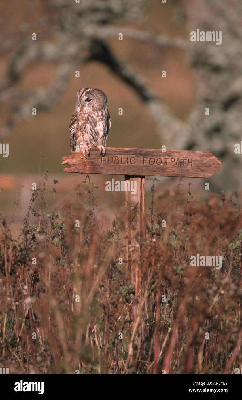 Tawny Owl sitting on footpath direction signpost Stock Photo - Alamy