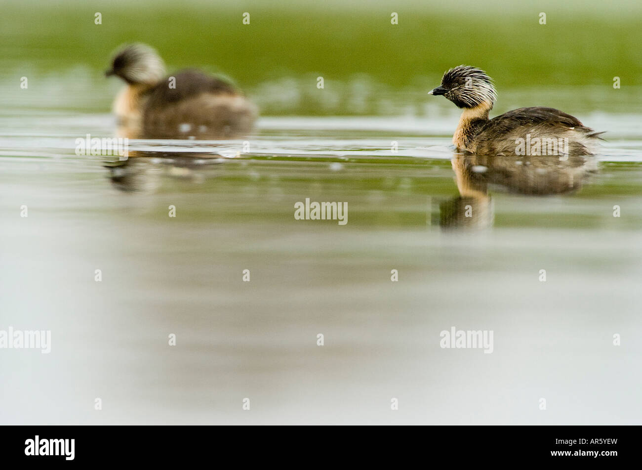 Hoary headed Grebe Poliocephalus poliocephalus Stock Photo - Alamy