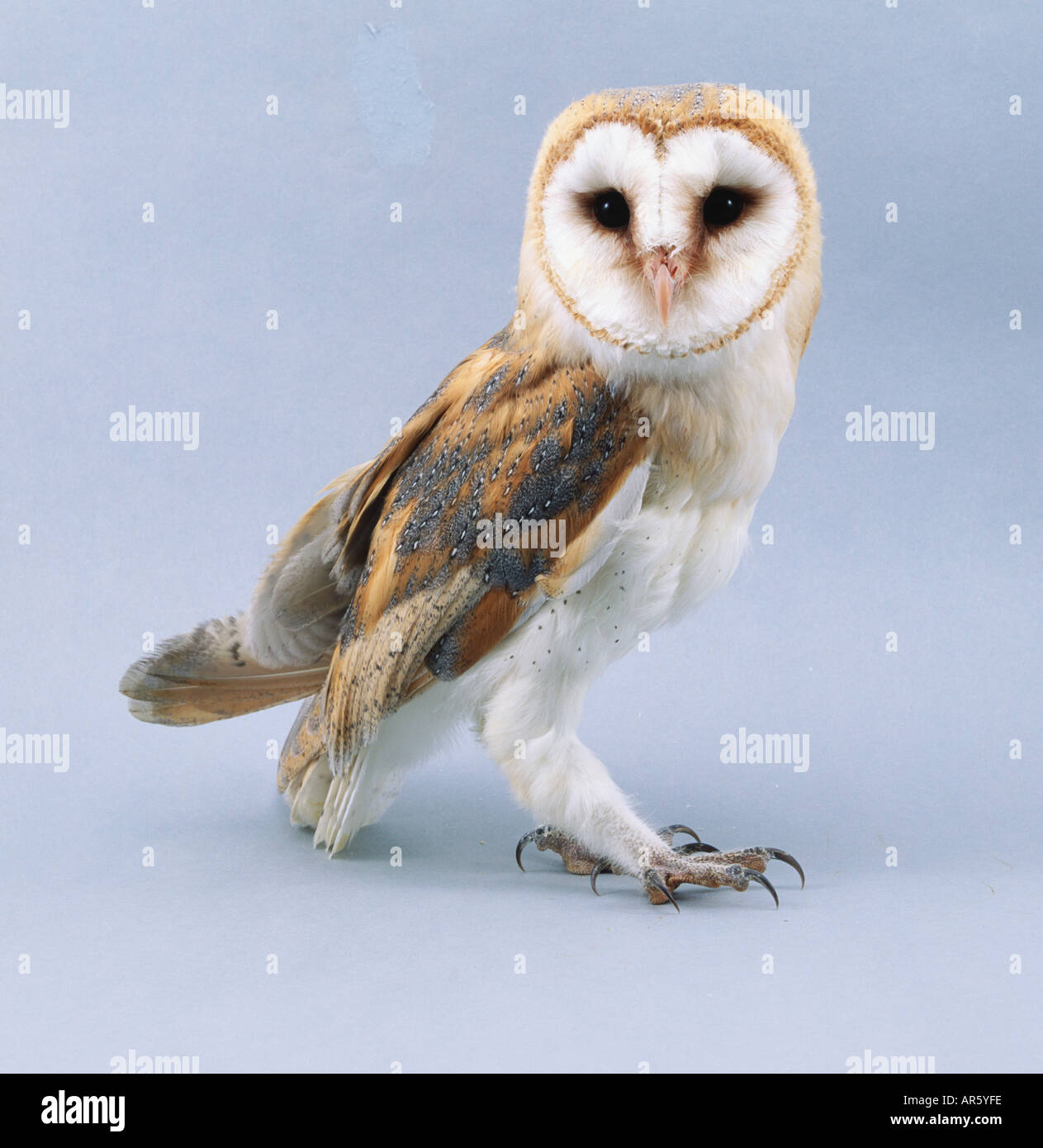 Adult owl facing side on but looking straight ahead Stock Photo - Alamy