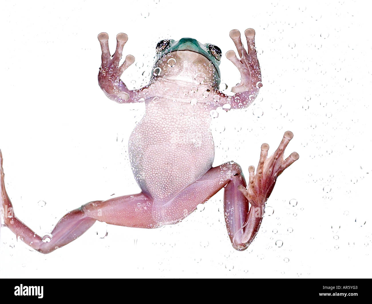 Underside of a frog hi-res stock photography and images - Alamy
